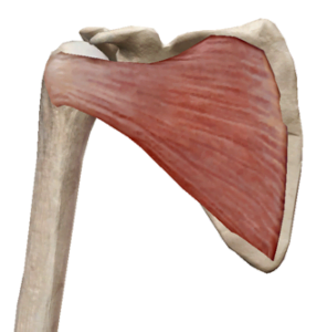 Shoulder Anatomy - The Bodyfix Blueprint