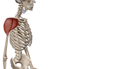 Shoulder Anatomy - The Bodyfix Blueprint
