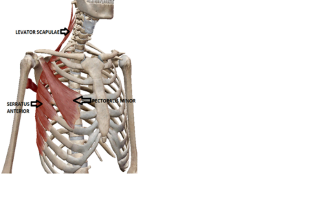 Shoulder Anatomy - The Bodyfix Blueprint